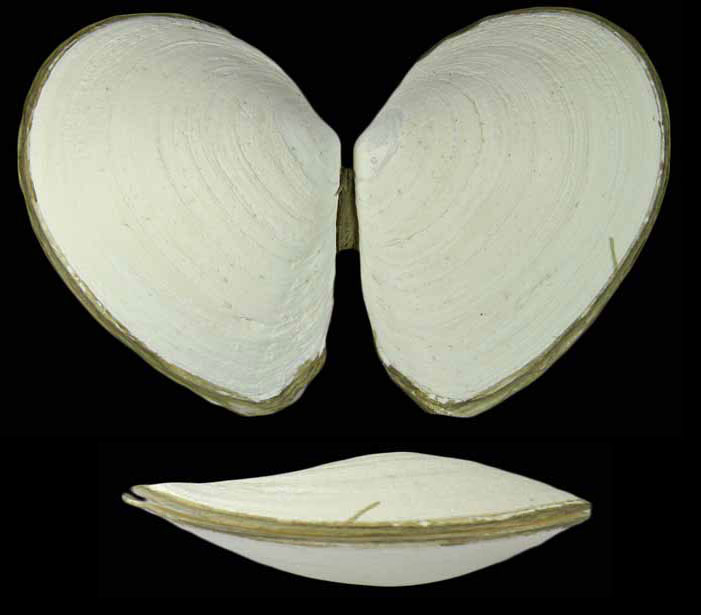 Bivalve-Identification